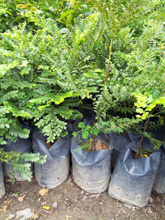 BUMI HIJAU NURSERY (002279488-D): Bucida