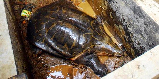 Senggawangan (Chitra chitra javanensis), Bulus Rakasasa Ciliwung dan ...