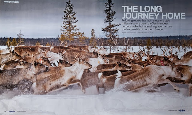 GARY LATHAM PHOTOGRAPHY: REINDEER MIGRATION, LAPLAND : Lonely Planet ...