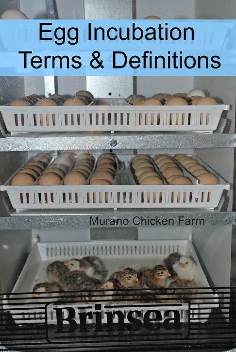 Incubation and hatching terms and definitions - Murano Chicken Farm