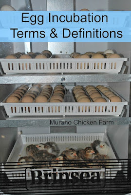 Incubation and hatching terms and definitions - Murano Chicken Farm