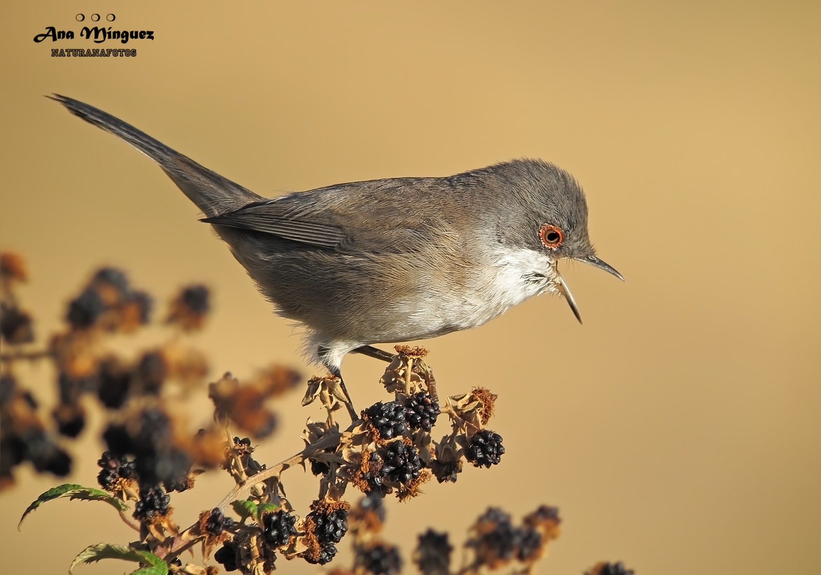 NATURANAFOTOS: Fall is here...