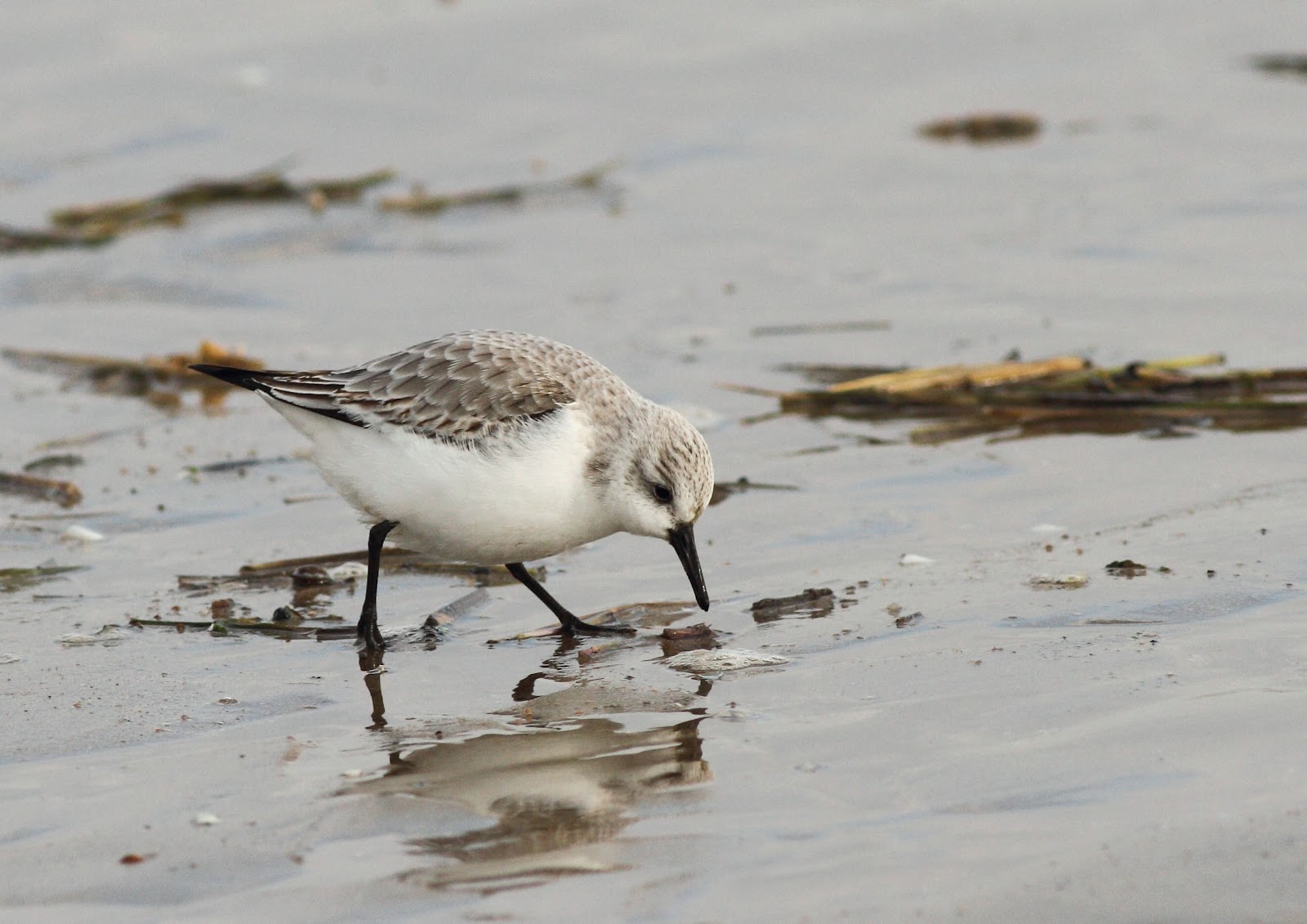 Greater Kent Birder: Sandling, snipe and snow buntings