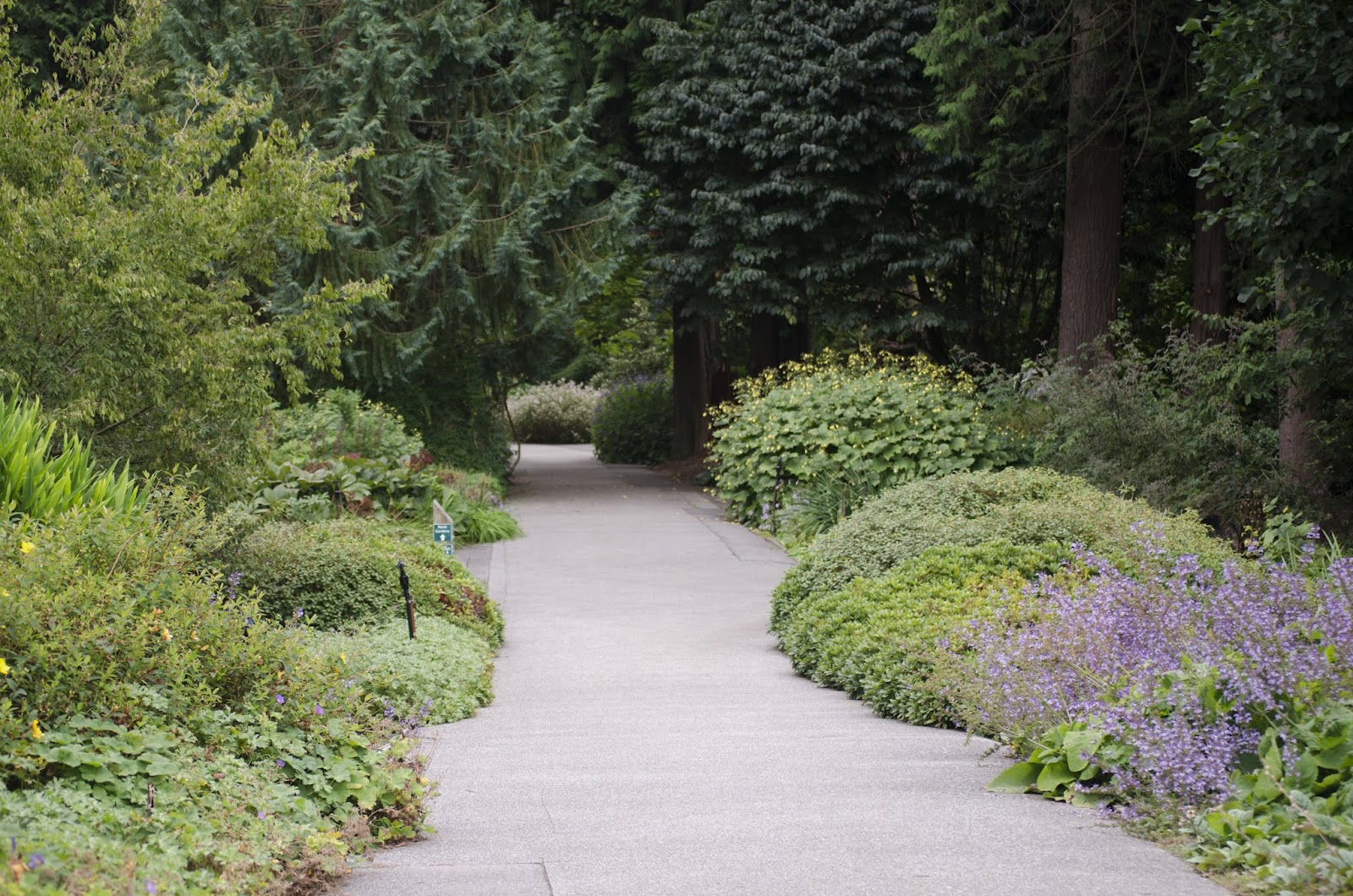 Photography in My Life: UBC Botanical Garden and Canopy Walkway