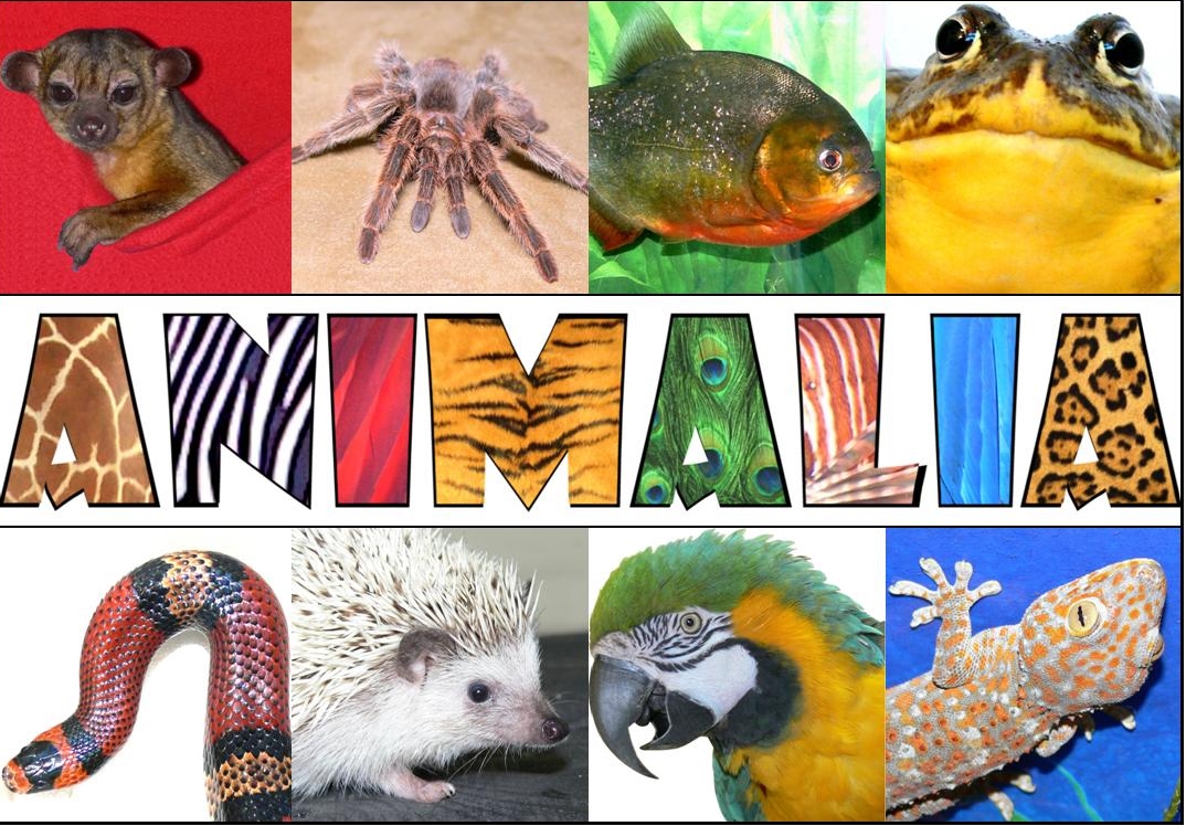 Animalia