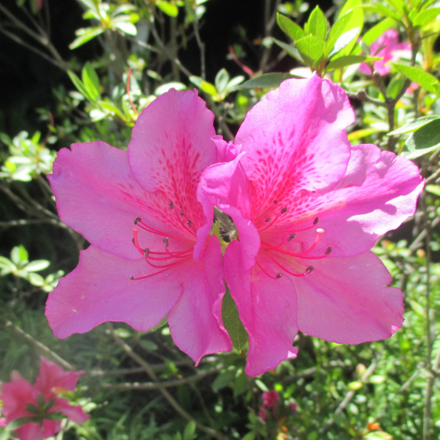 Gardens at Waters East: Guatemala Flowers - just a few