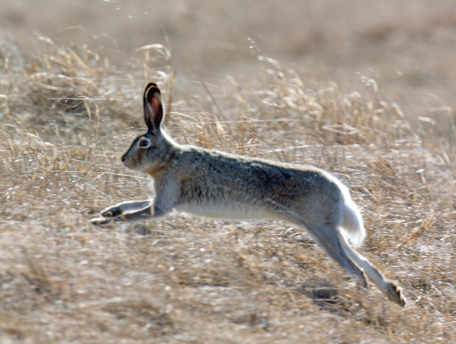 Adventures with Olaf: The appearance of the Jackalope