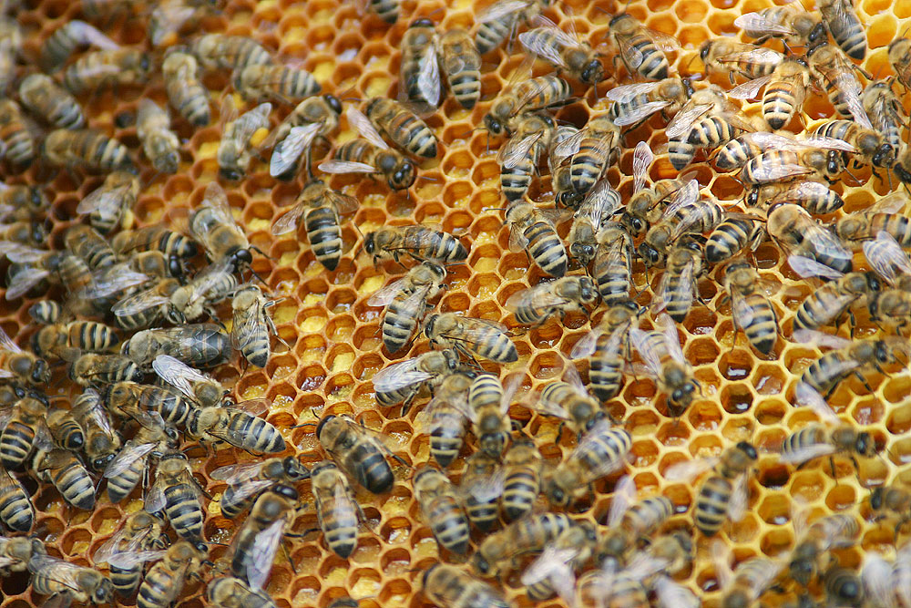 Corona Apicultores: COLMENAS CON DOBLE REINA