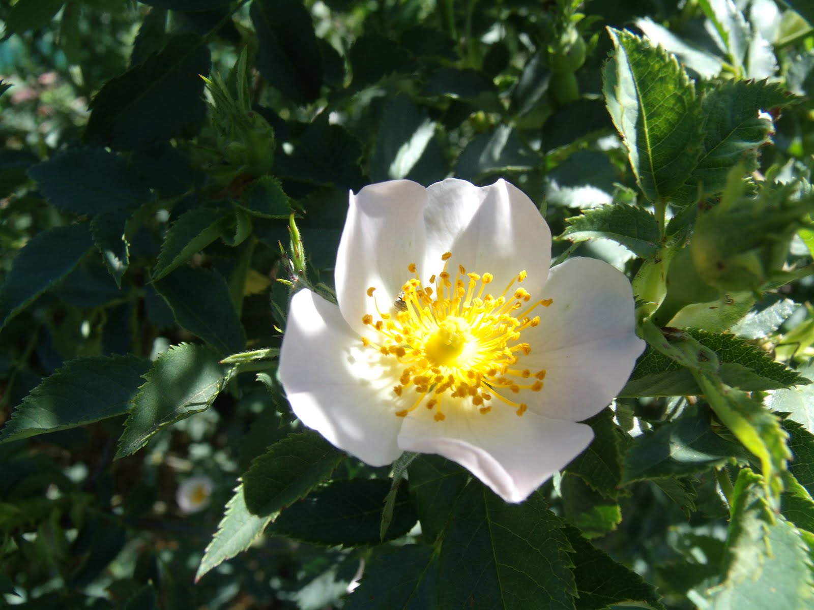"Eurimbla" Roses: Single Wild Seedling Rose