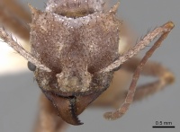 O Império Myrmex: Acromyrmex (pt)