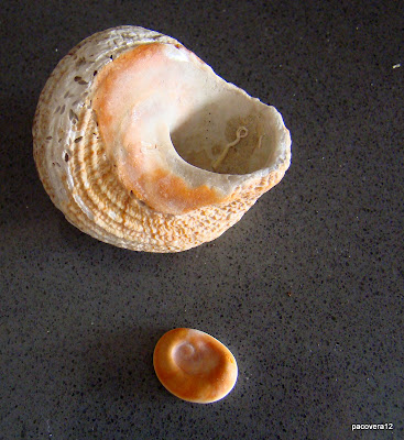 CH´USAY: ASTRAEA (BOLAMA) RUGOSA