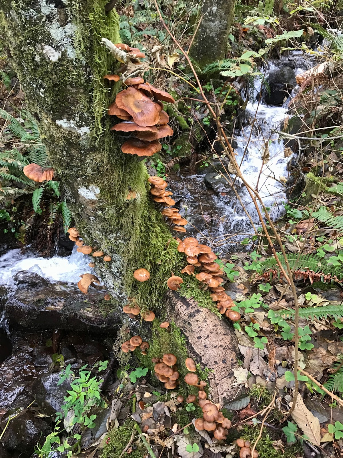 NWflora: Mushroom tree