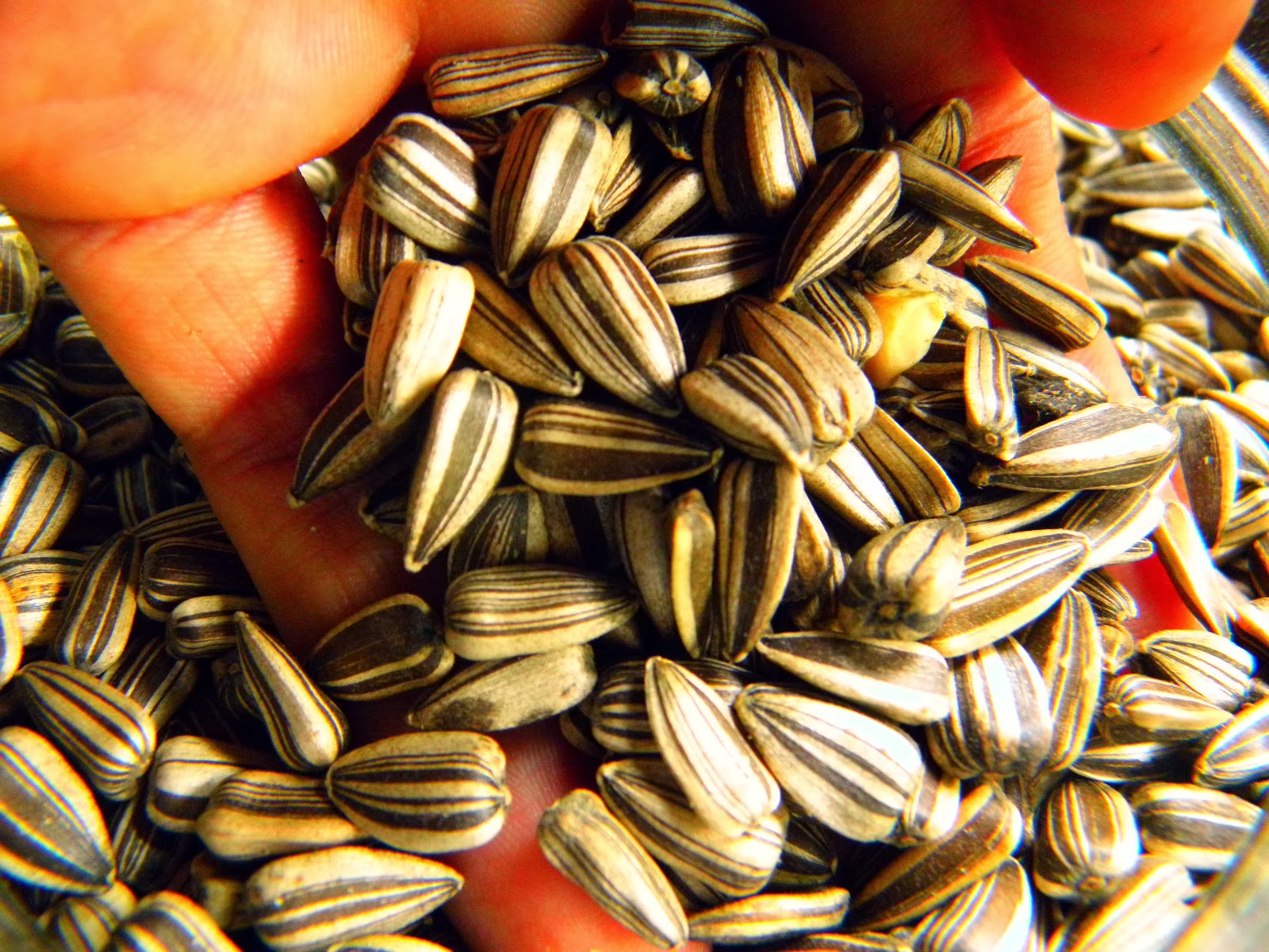 1. Germinação das sementes