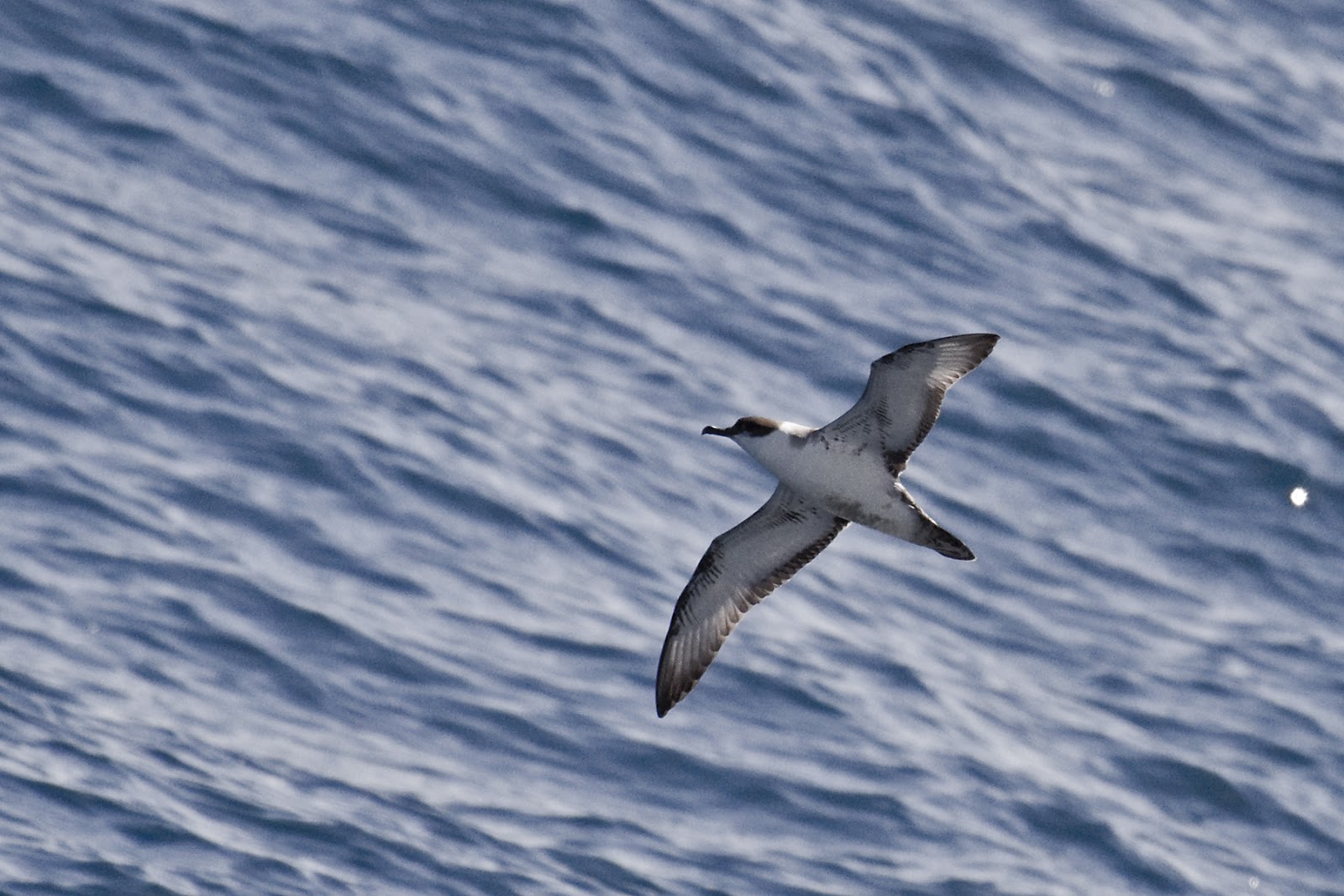 Antarctica & South America: Great Shearwater