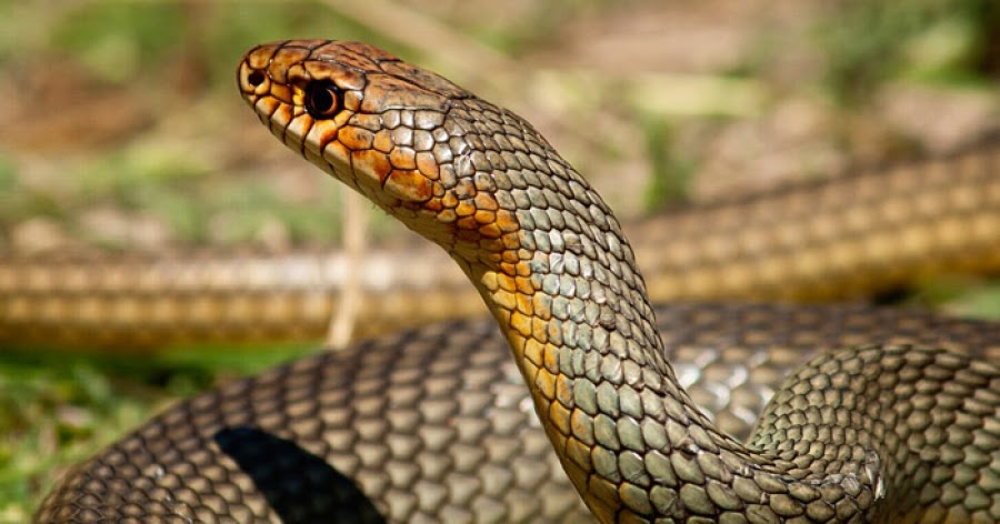 Balkan Wildlife: Snakes In Bulgaria 2. Caspian Whip Snake - Dolichophis ...