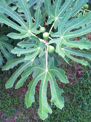 Figs Fort Smith!: Brunswick Fig Success in Fort Smith!