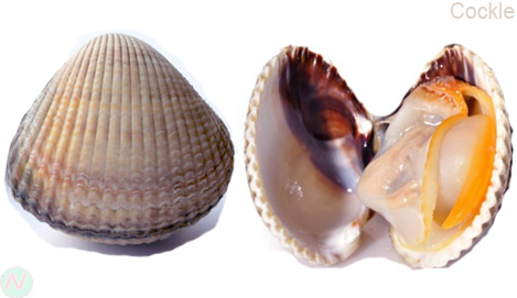 Sea Animals Names with Pictures | Necessary Vocabulary - Necessary ...