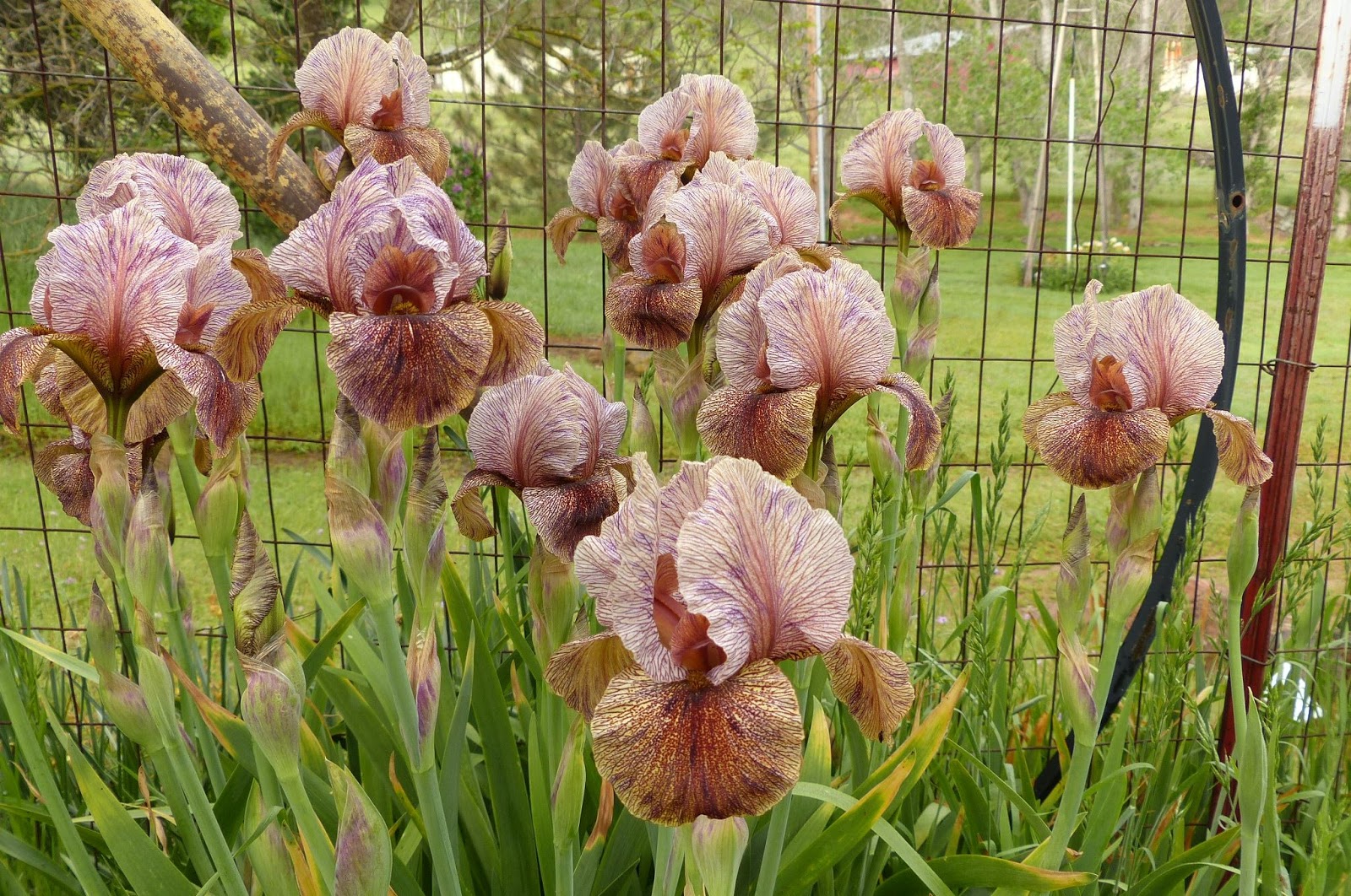 World of Irises: THE 2017 CLARENCE G. WHITE MEDAL - Aril and Arilbred ...