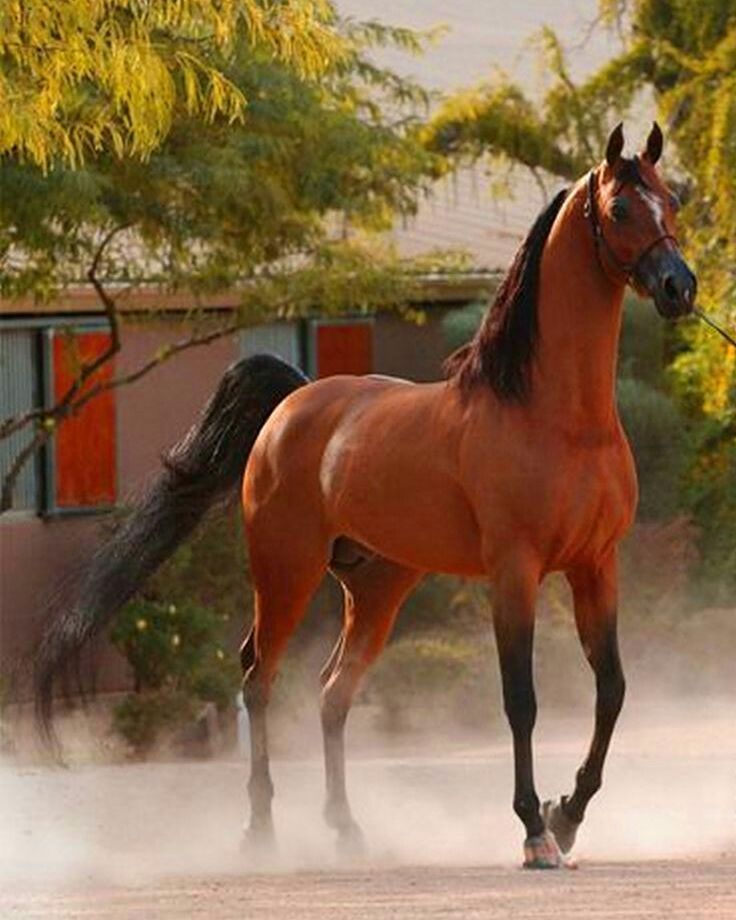 Cavalo Uma Paixão: SELEÇÃO DE FOTOS (AGOSTO/2017)