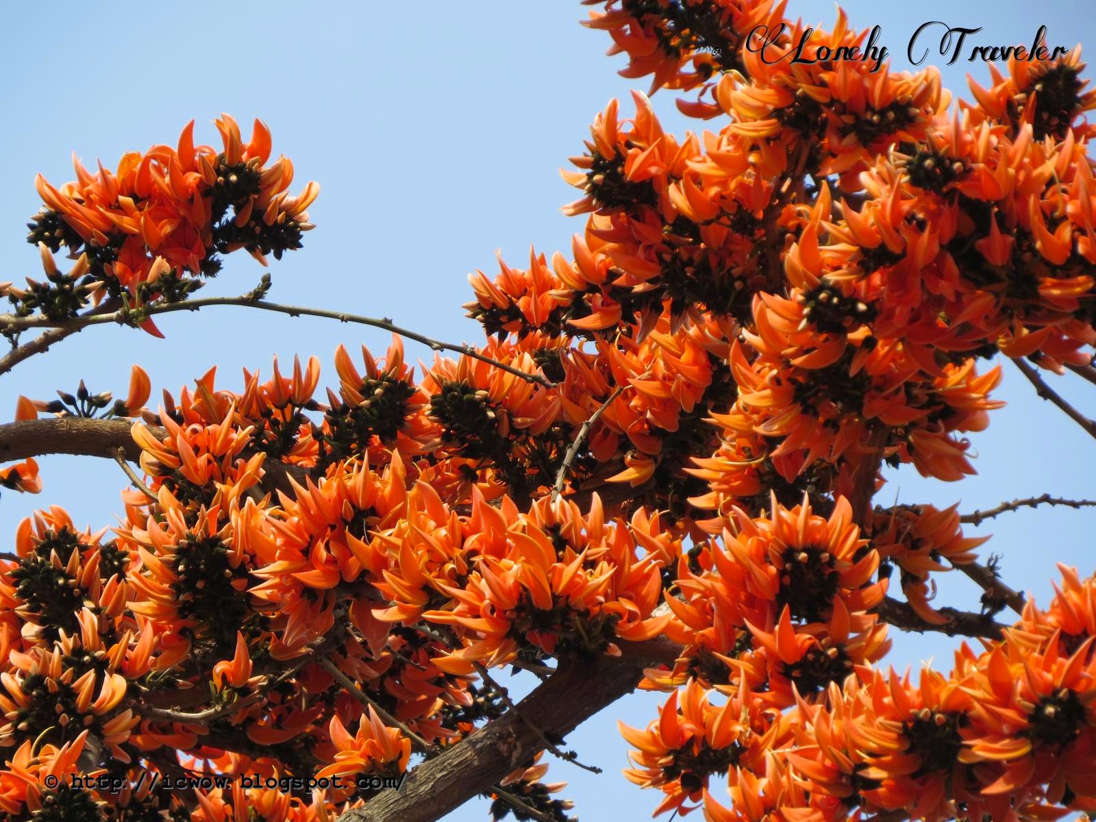 Flame of the Forest - Butea monosperma