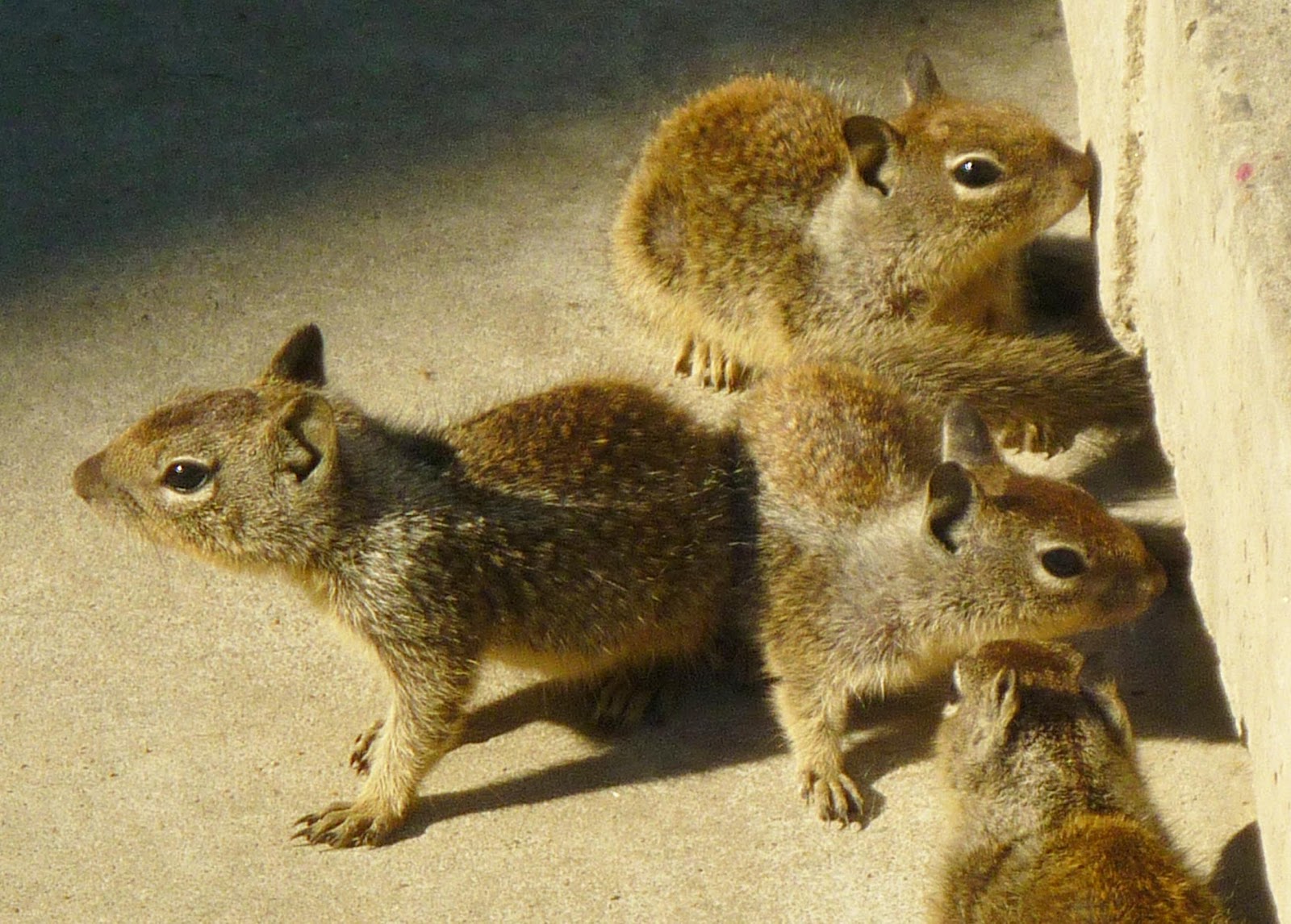 La iGrafía: Ardillas Universitarias