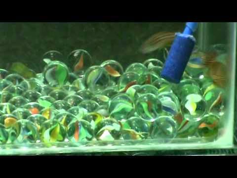 Ficha: el pez cebra (Danio rerio) | Pasión por los acuarios