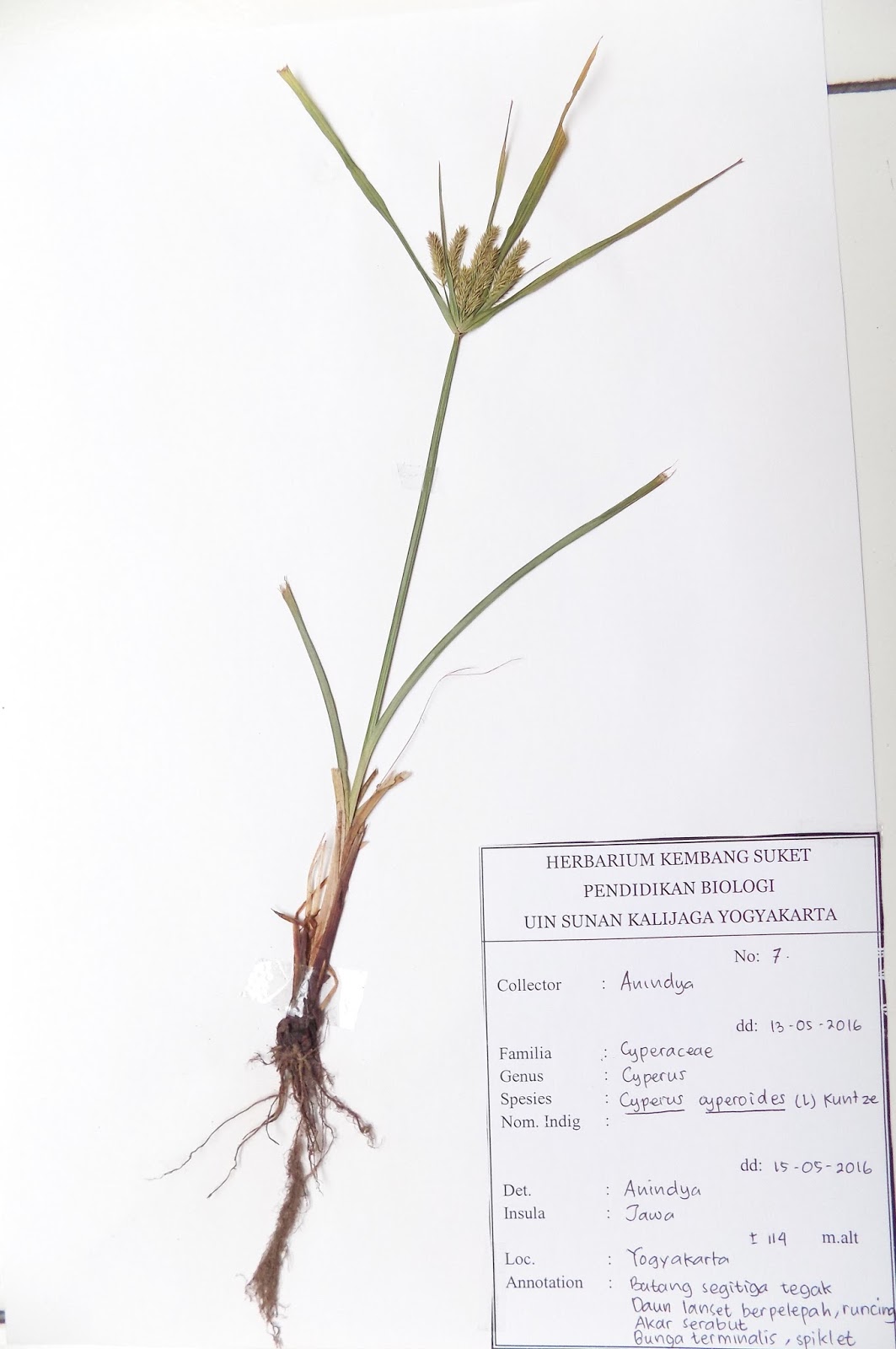 Cyperus Cyperoides
