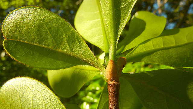 Flora de Puerto Rico Ilustrada Papo Vives: COMBRETACEAE BUCHENAVIA ...