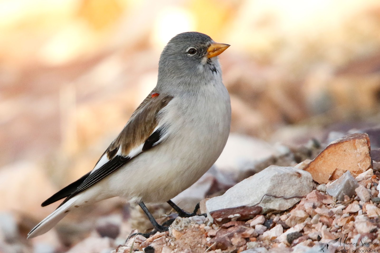 BIRDING IN SPAIN'S WILD WEST: Water