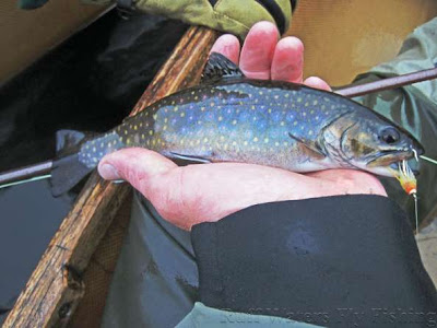 Ruff Waters Fly Fishing: Fishing for Adirondack brook trout on a rainy day