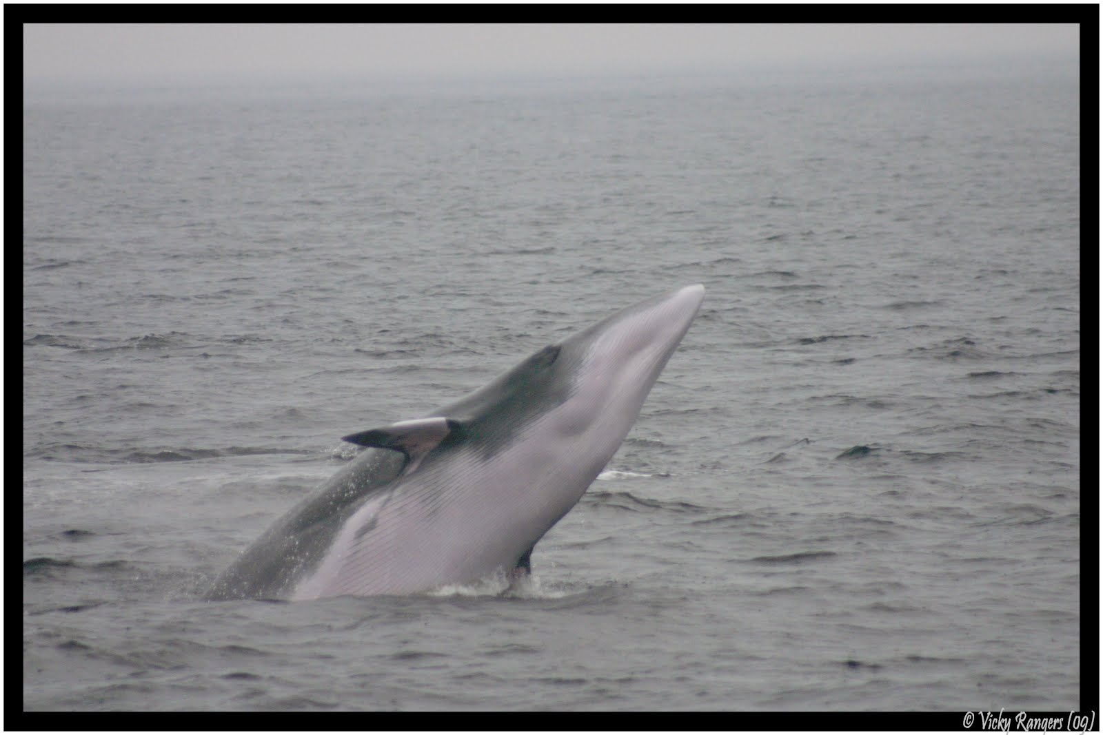 La faune et la flore du Québec en photos: Rorqual commun, Balaenoptera ...