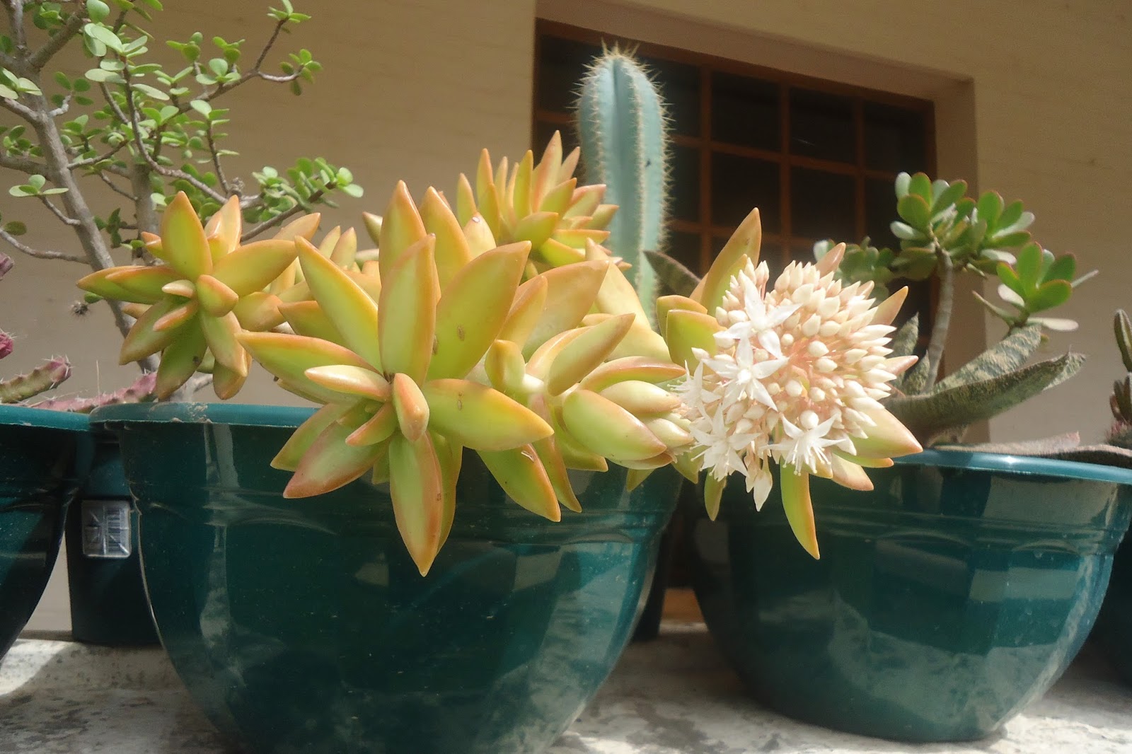 tutuna mituna: Sedum dorado / Sedum de Nussbaumer