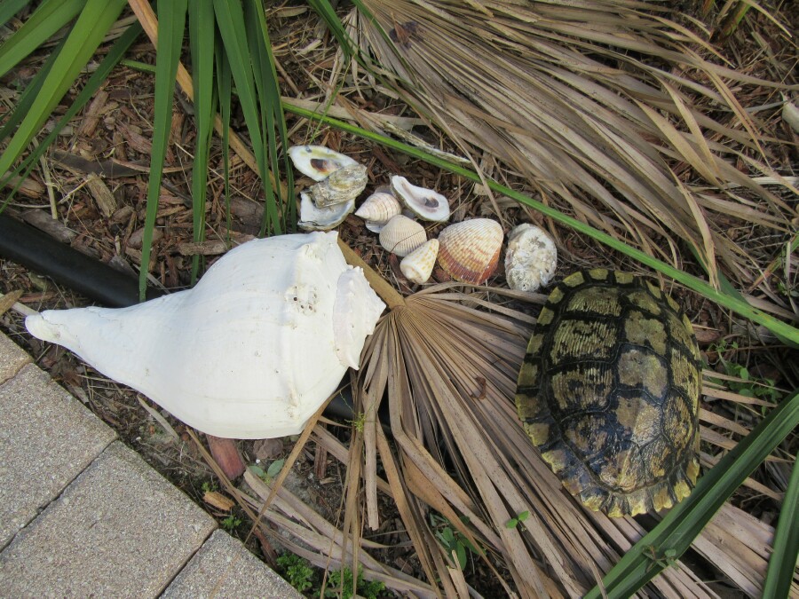 Bird's Yellow House: The Calusa Village