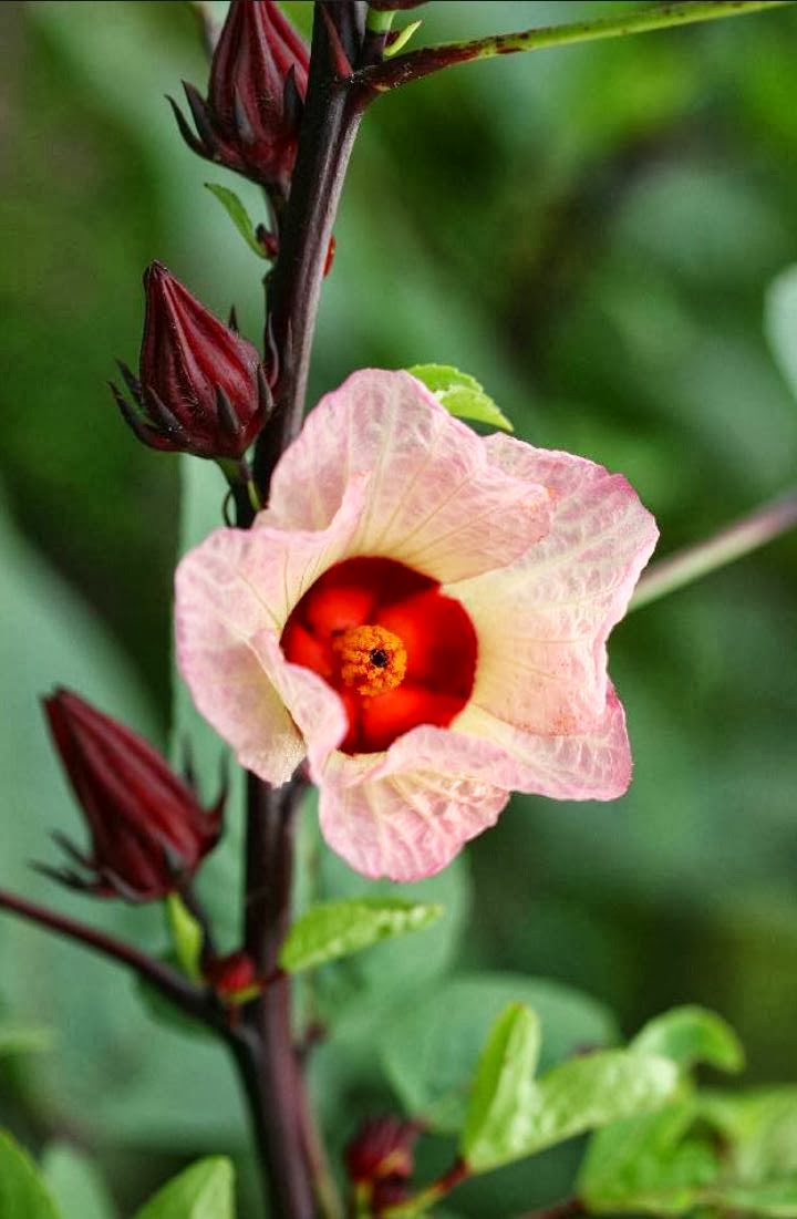 Singapore Plants Lover: Potted Roselle Pant