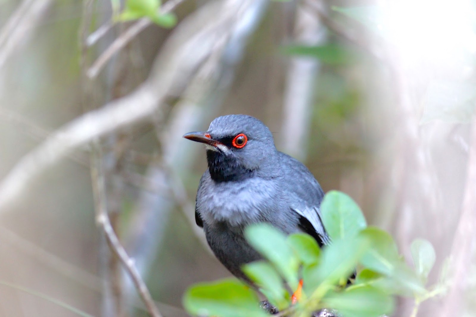 Photographicbirdlistomania: Red-legged Thrush (Turdus plumbeus ...