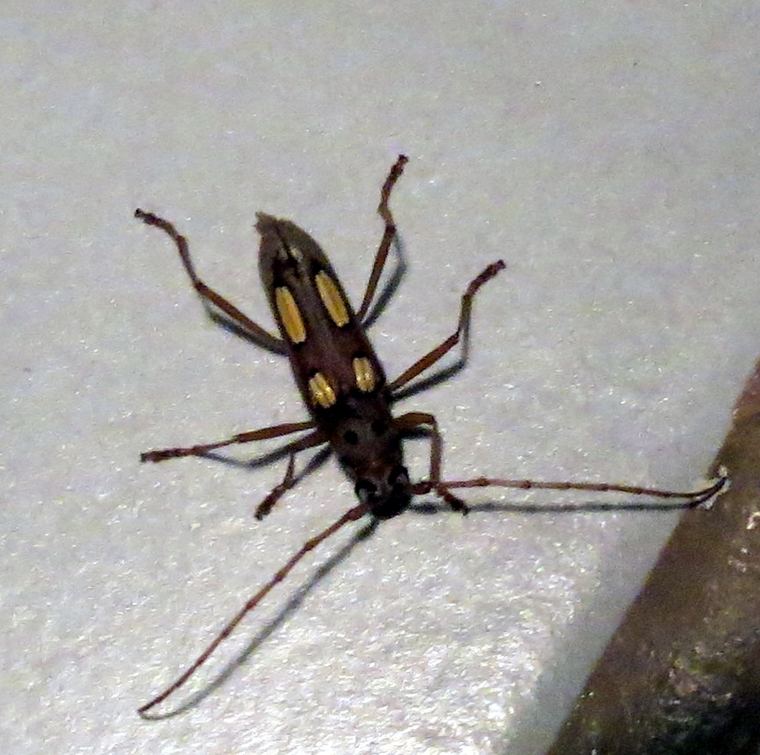 Hiking Curaçao - Flora and Fauna: In the night they come (insects)