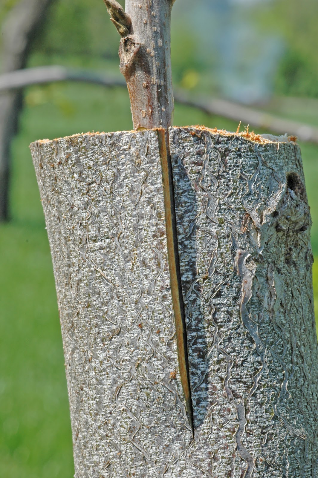 Northern Pecans: Top working with a bark graft