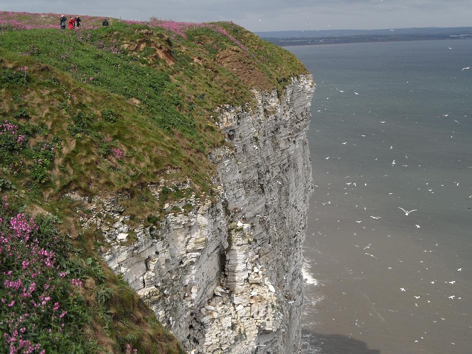 Dannysbirds: Bempton Cliffs