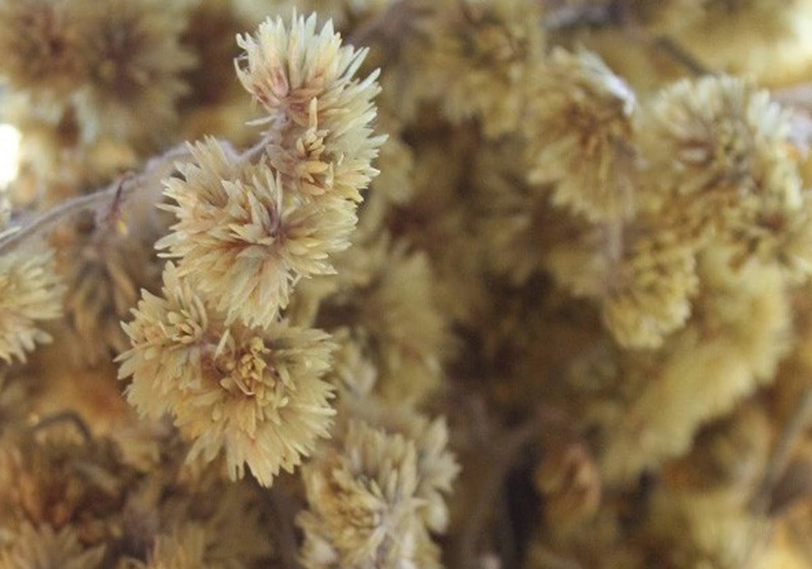 PLANTAS MEDICINALES A TU SALUD: MARCELA