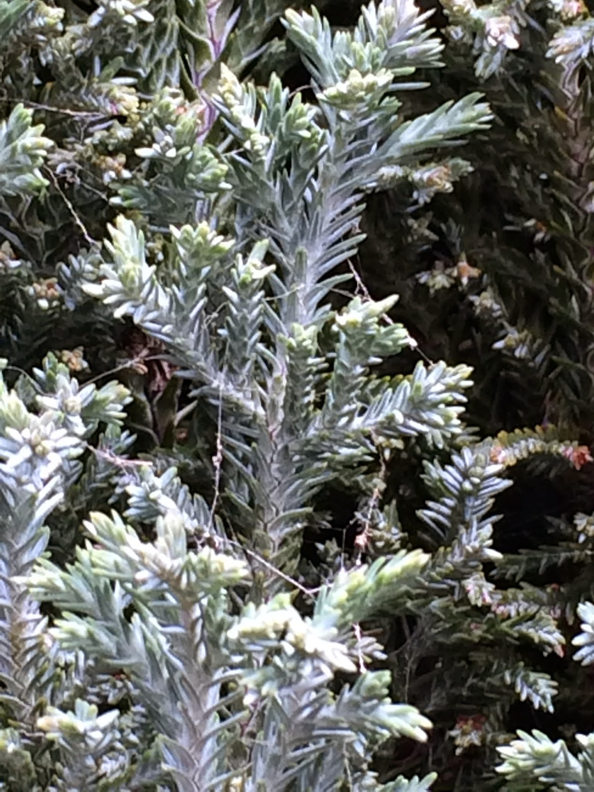 Trees of Santa Cruz County: Chamaecyparis lawsoniana 'Ellwoodii'