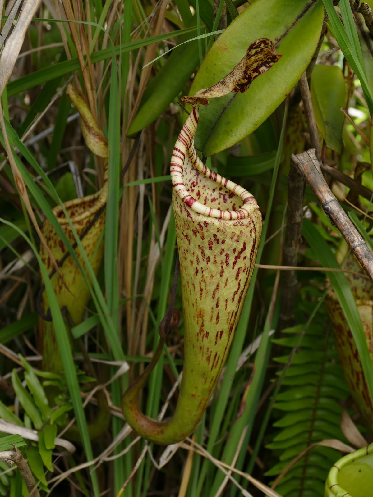 Nepenthes x [fusca x stenophylla] photos