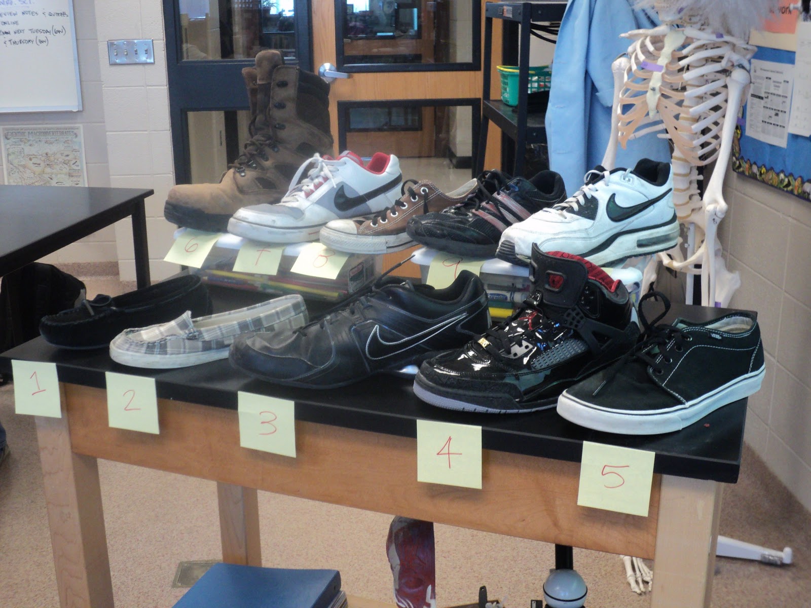 WamegoLifeSci: Constructing Dichotomous Keys...