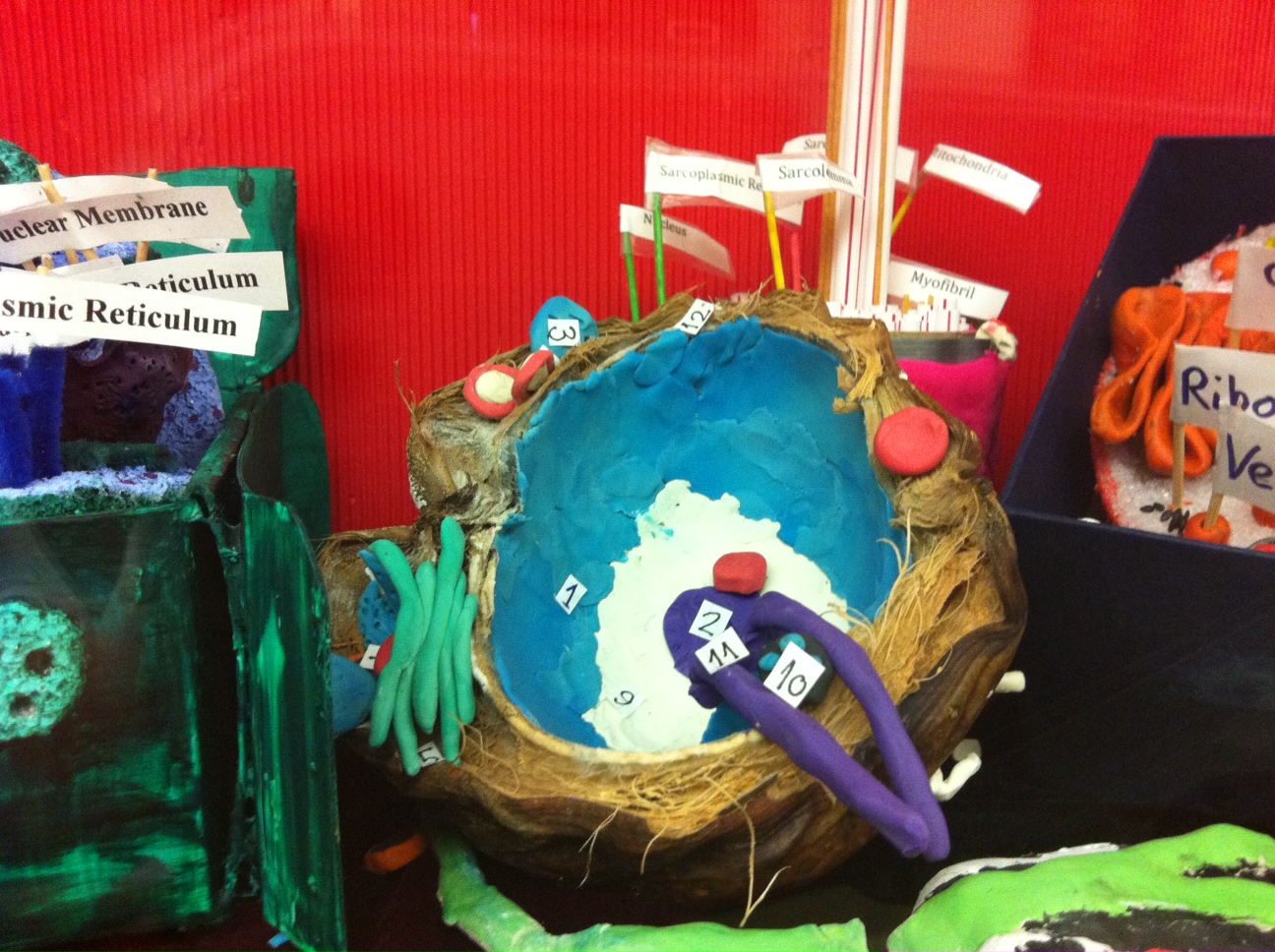 Western Technical-Commercial School: Prokaryotic or Eukaryotic?