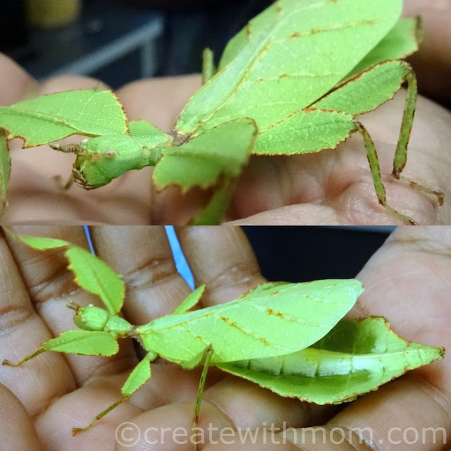 Create With Mom: The Entomica Insectarium in Sault Ste. Marie