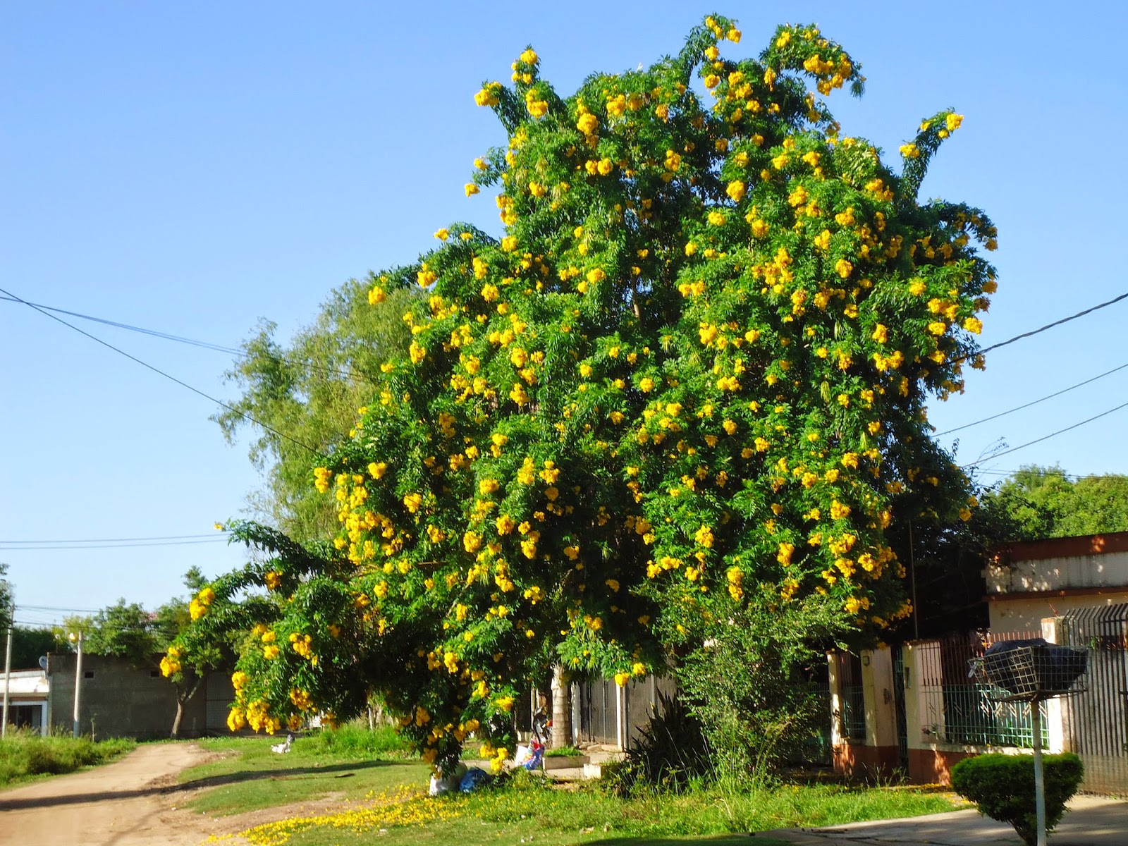v e r d e c h a c o: Guarán amarillo / Lapachillo