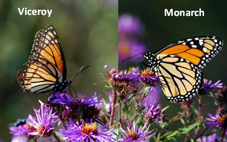 North Branch Nature Center: How to Identify a Monarch Butterfly