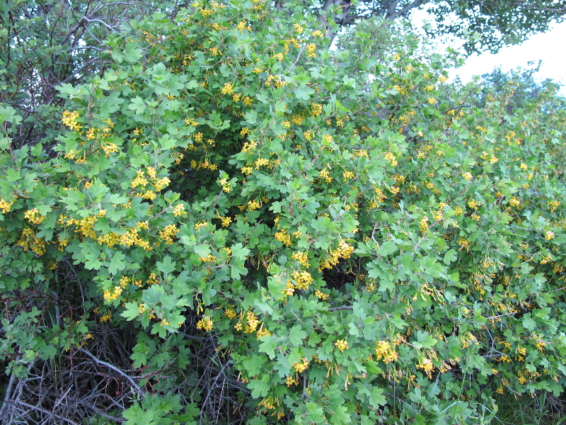 The Cranbrook Guardian: Antelope Bush and Buffalo Berry/Currant