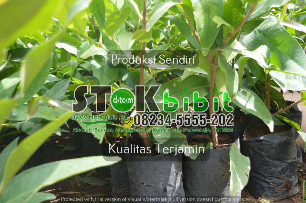 Pisang nugelo joget pohon pisang - bibit mangga dermayu