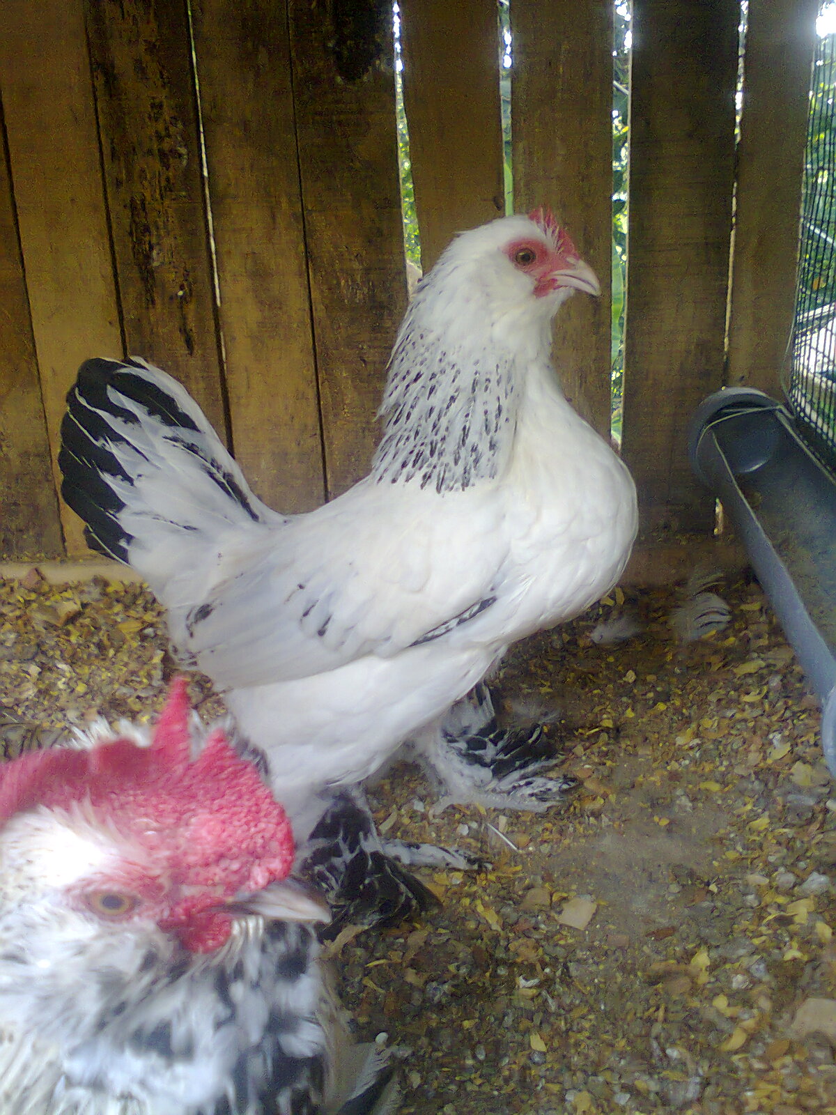 Booted Bantam ~ P S Pet Circle