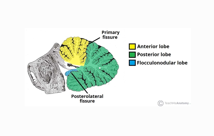 Otak Kecil (Cerebellum) : Pengertian, Struktur, Fungsi - Asep Respati